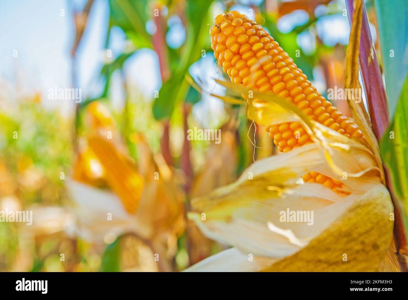 ears of ripe corn on truks of plants with blurred background Stock ...