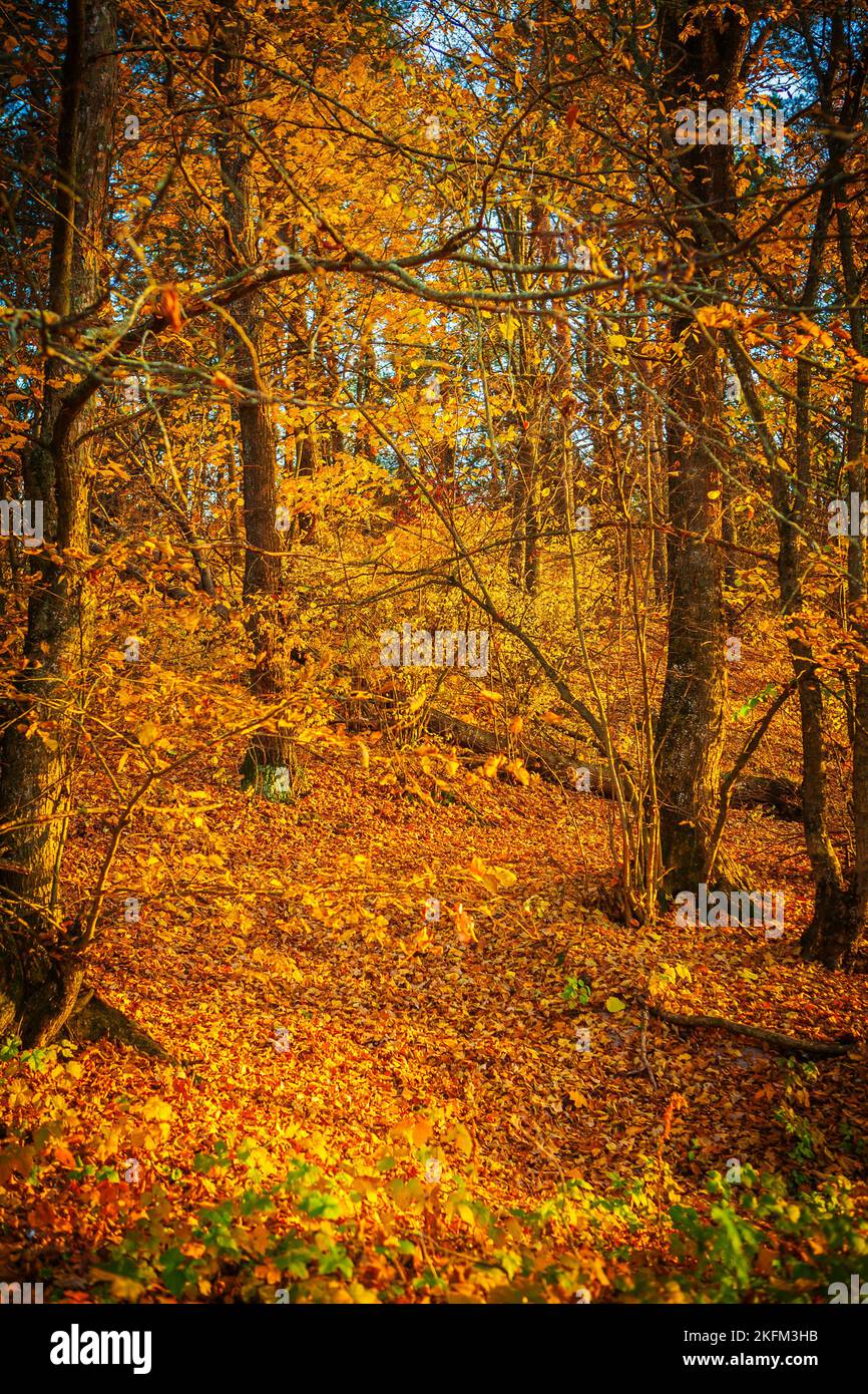 Deep forest in autumn hi-res stock photography and images - Alamy