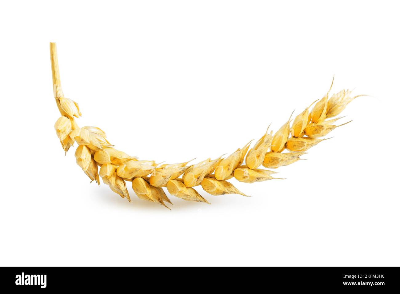 ear of wheat isolated Stock Photo - Alamy