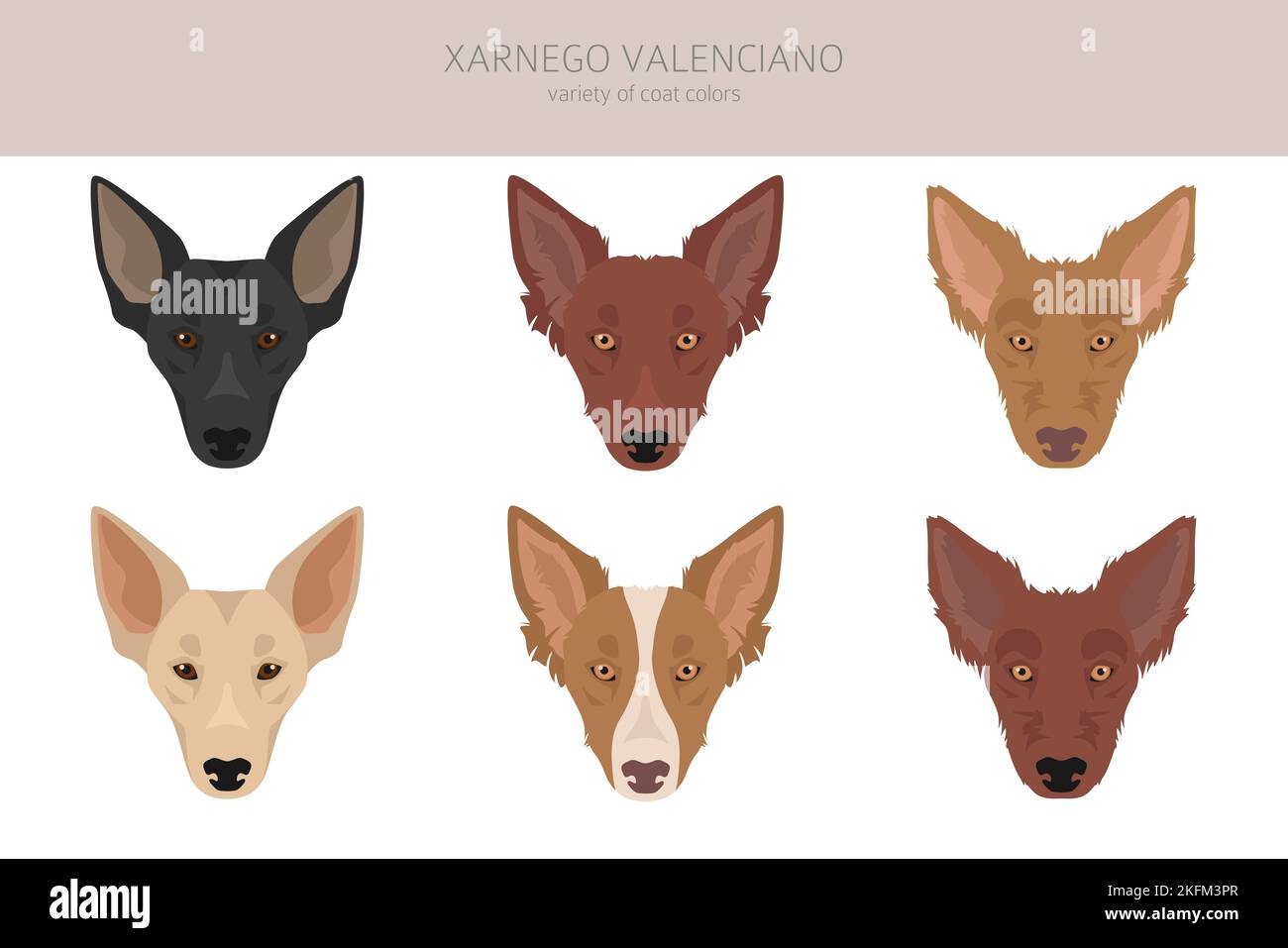 What Color Are Podenco Valenciano Dogs