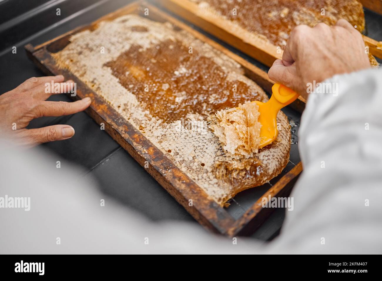 Honey production, frame and closeup of scraping tools in bee farming ...