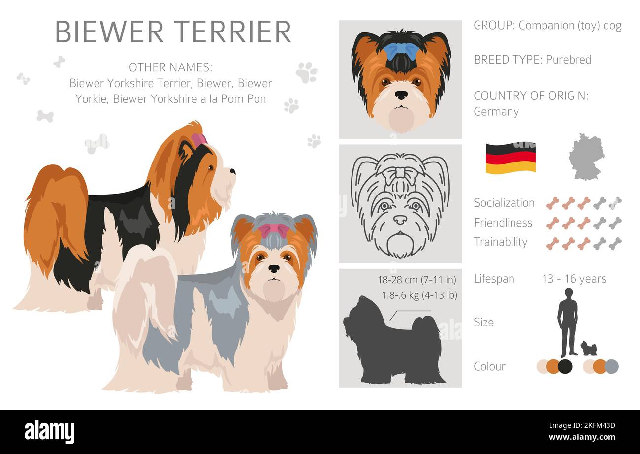 Biewer Yorkshire Terrier clipart. Different poses, coat colors set ...