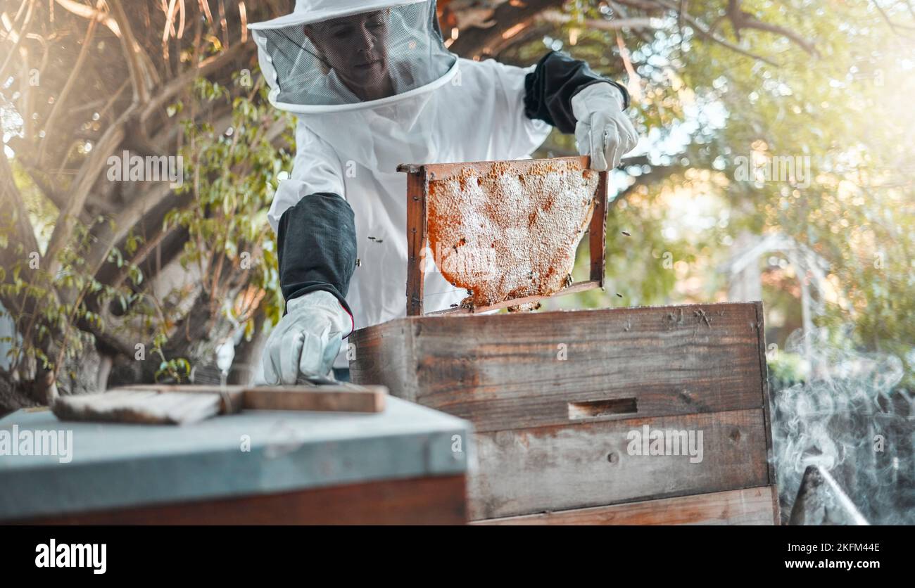 Farm, honey and agriculture with a woman beekeeper working in bee ...