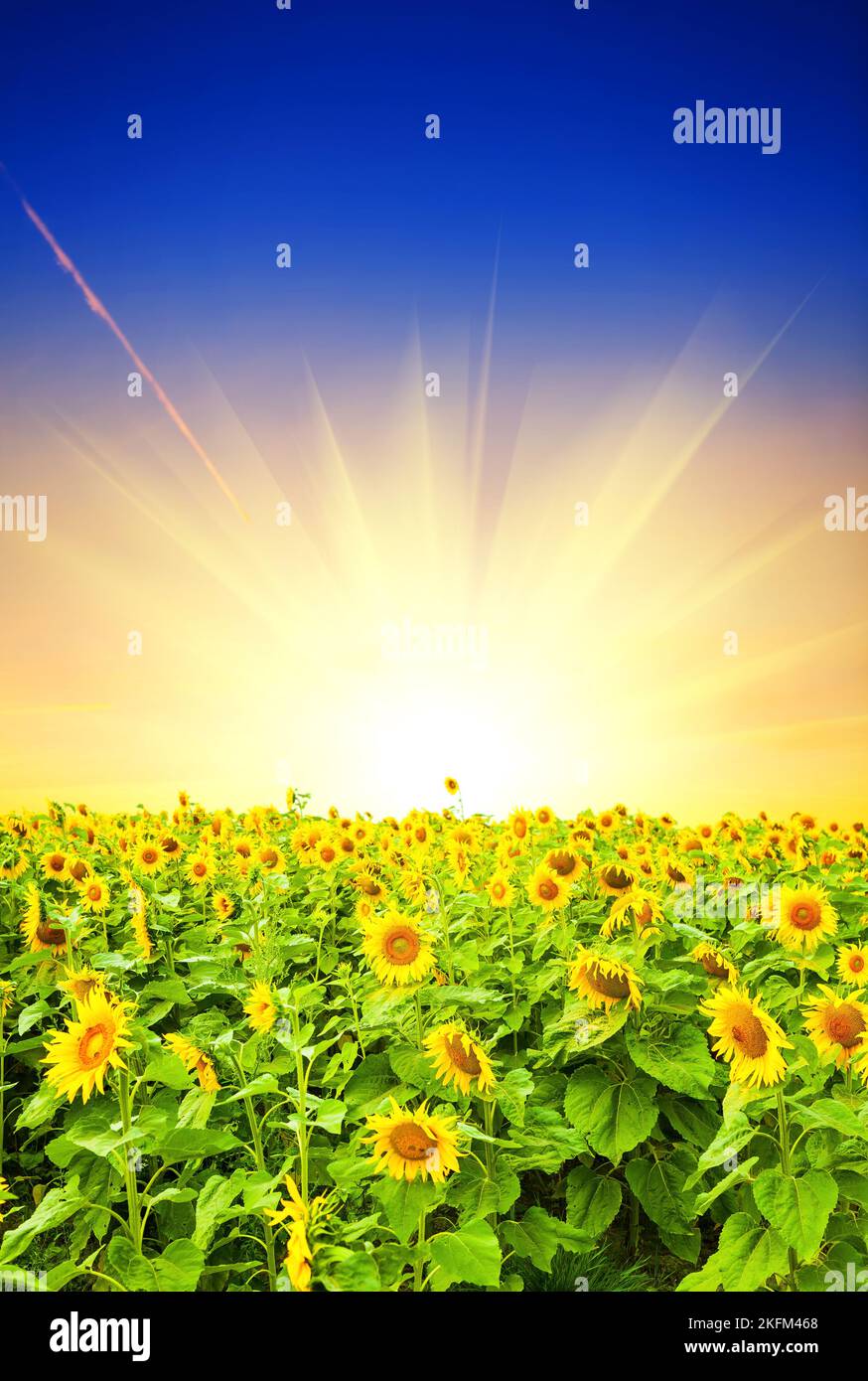field of sunflower at sunset Stock Photo - Alamy