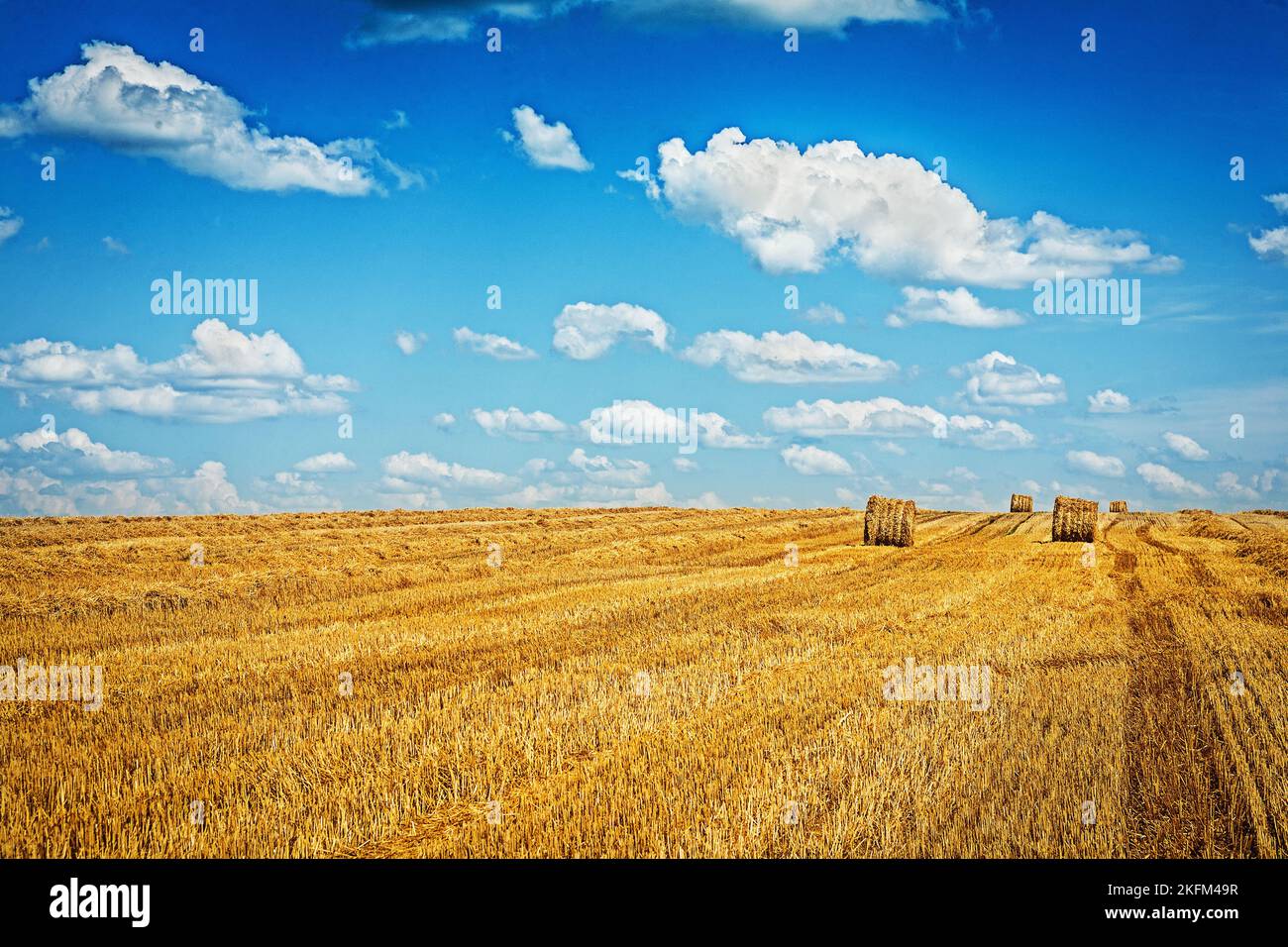field of wheat after harvesting Stock Photo - Alamy