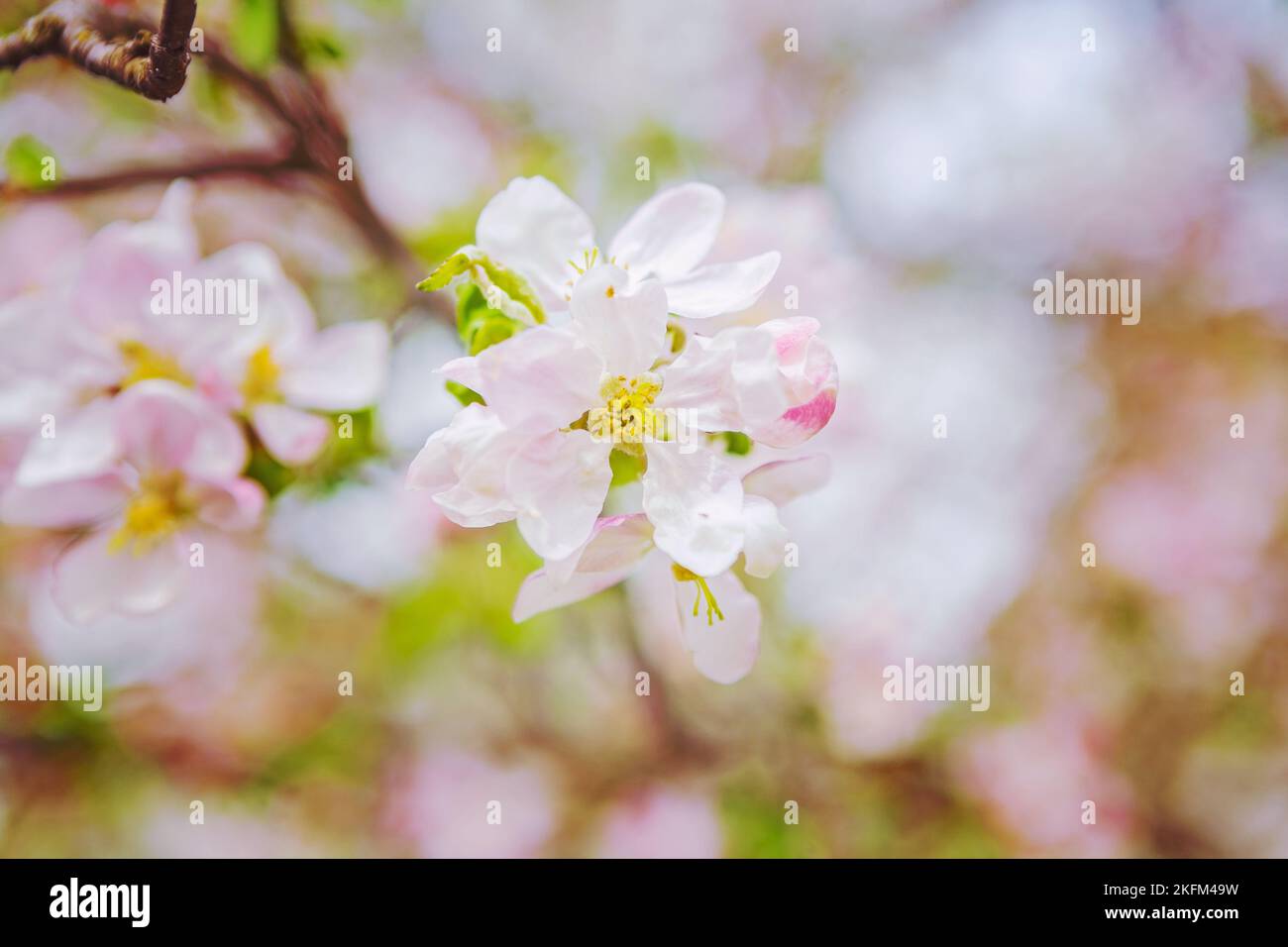 floral background single flower of blossoming apple tree close up ...