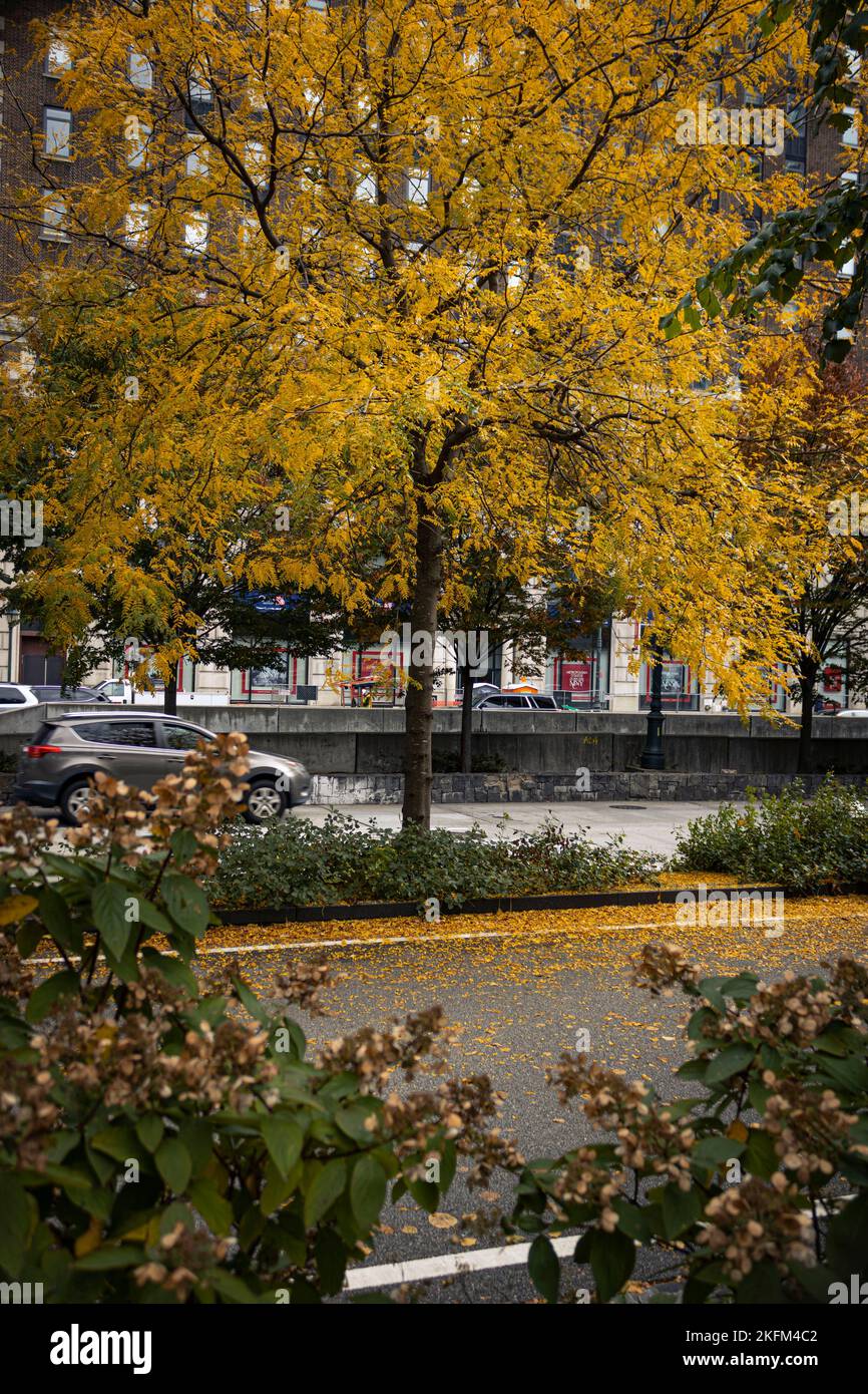 A tree with yellow leaves in the street with cars passing by Stock ...