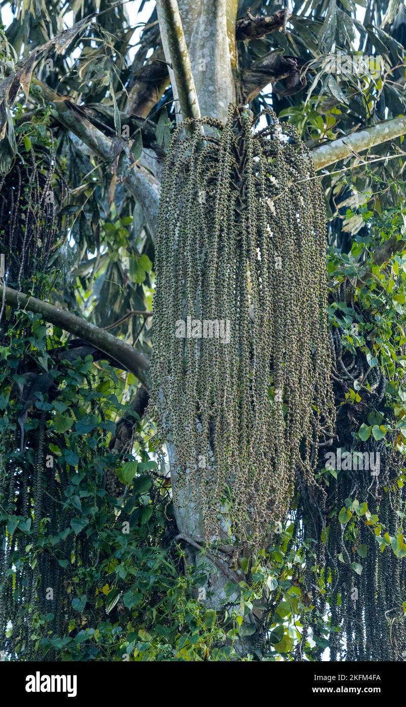 Caryota urens, Jaggery palm flower ready to get the starch and a juice ...