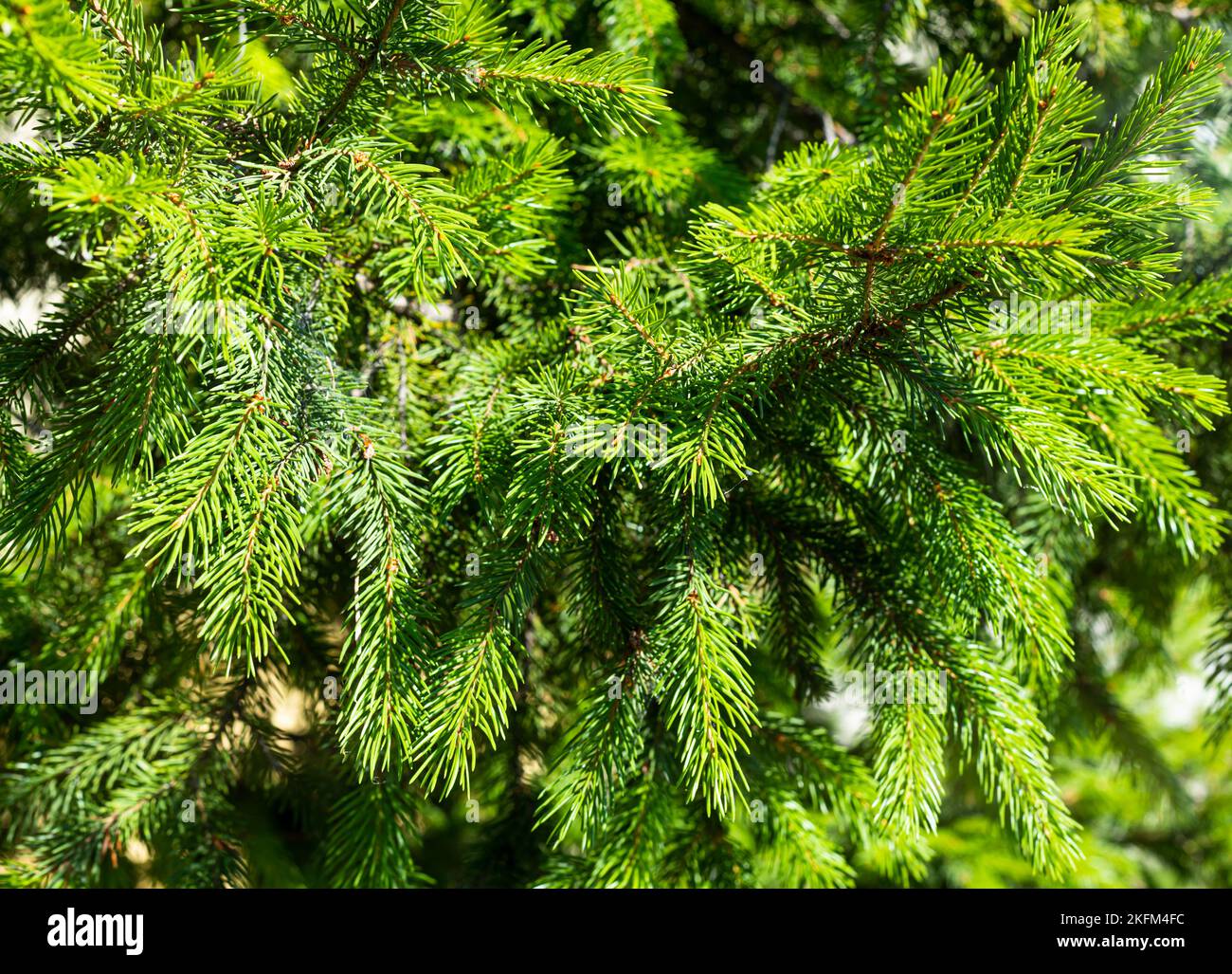 Background of branches of a Christmas tree. Beautiful background for ...