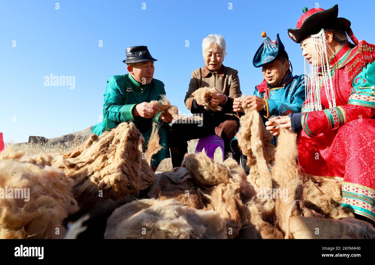 ZHANGYE, CHINA - NOVEMBER 17, 2022 - Workers choose camel hair in Zhangye city, Northwest China ...