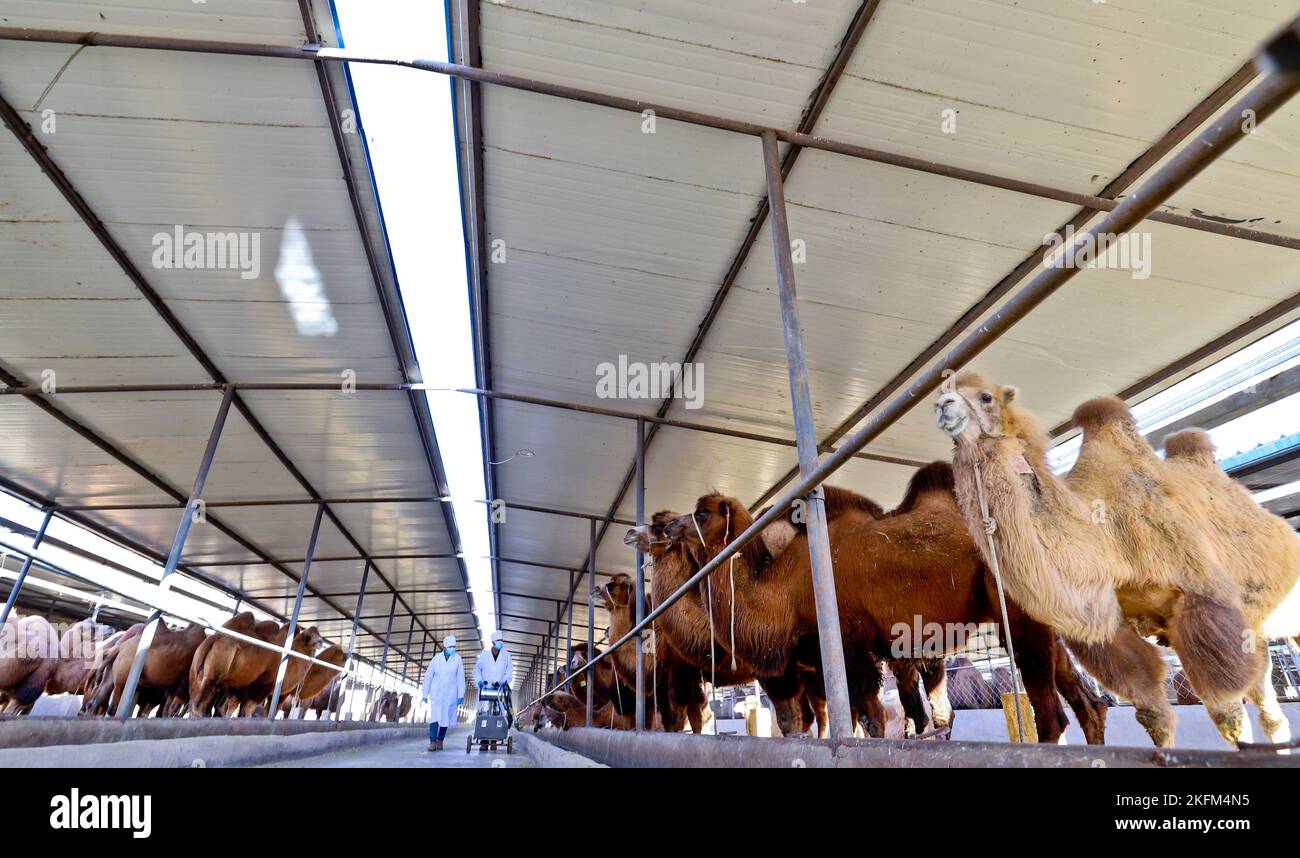 ZHANGYE, CHINA - NOVEMBER 17, 2022 - Workers check the growth of camels ...