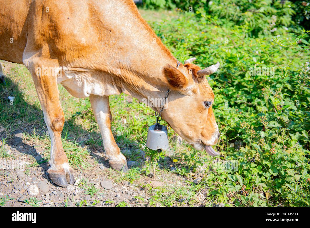 one white cow stands on the grass with a bell Stock Photo - Alamy