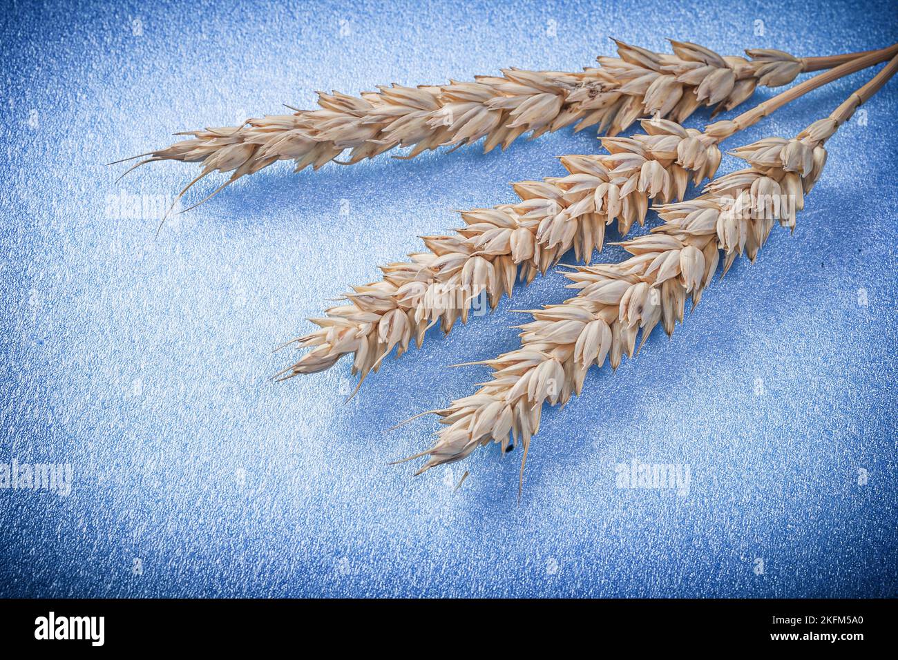 Golden wheat ears on blue background close up view Stock Photo - Alamy