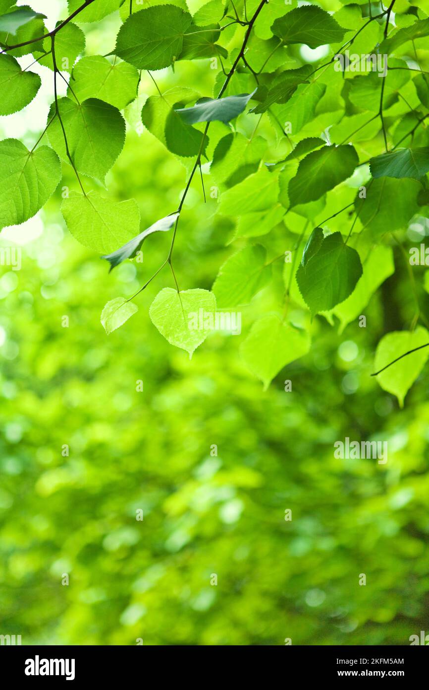 Green branch with leaves on a blurry background Stock Photo - Alamy