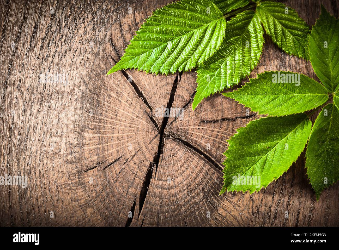 Green leaf on vintage messy wooden background Stock Photo - Alamy
