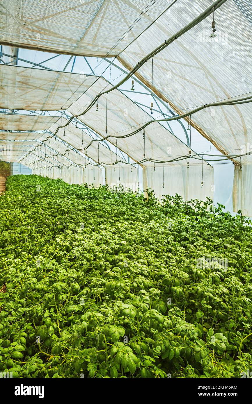 growing of potato in greenhouse very close up view Stock Photo - Alamy
