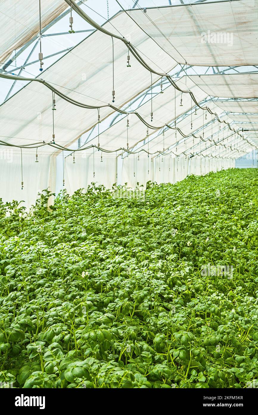growing of potato in greenhouse Stock Photo - Alamy