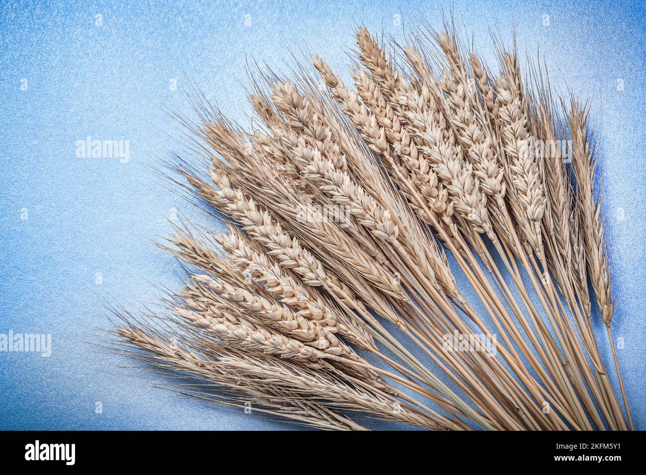 Heap of ripe rye wheat ears on blue background top view Stock Photo - Alamy