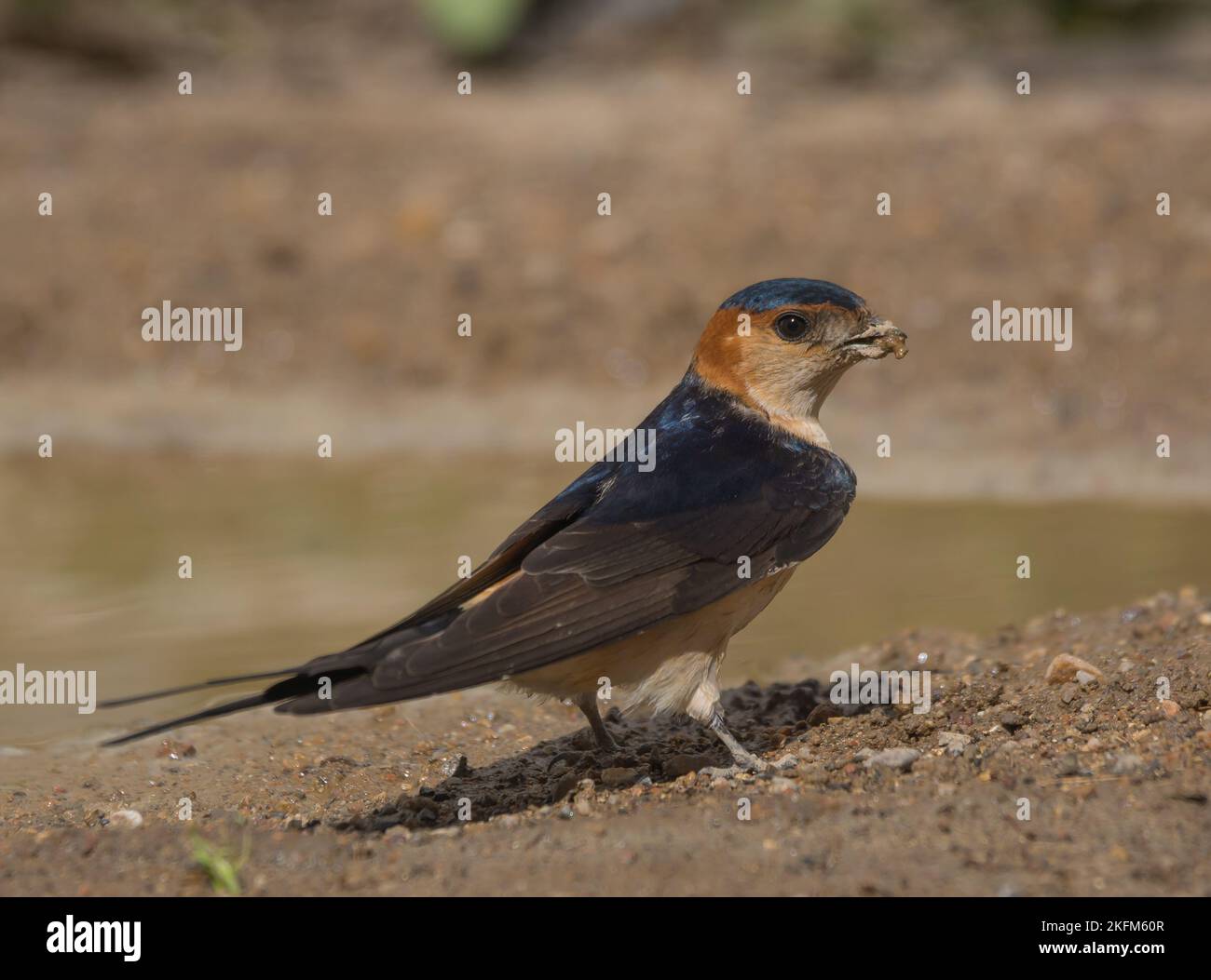 A closeup of a Red-rumped swallow, Cecropis daurica standing on soil ...