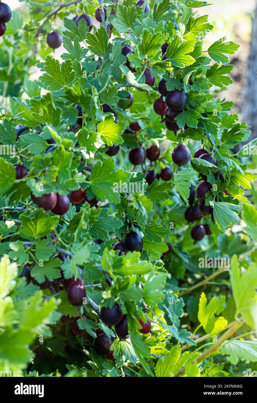 Fresh gooseberry on a branch of a gooseberry Bush in the garden. Close ...