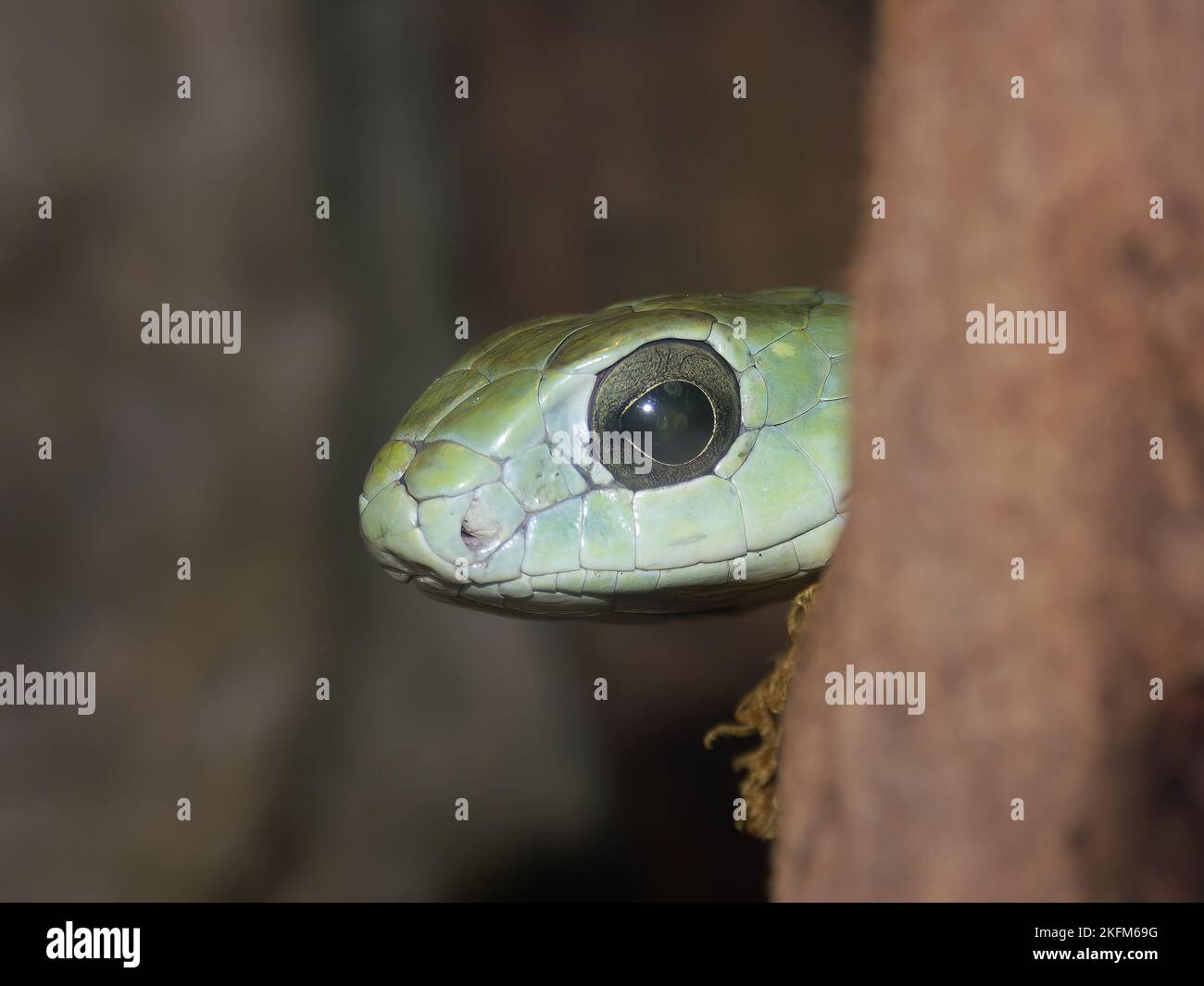 Detailed closeup on the head of a Dispholidus typus - Boomslang snake ...