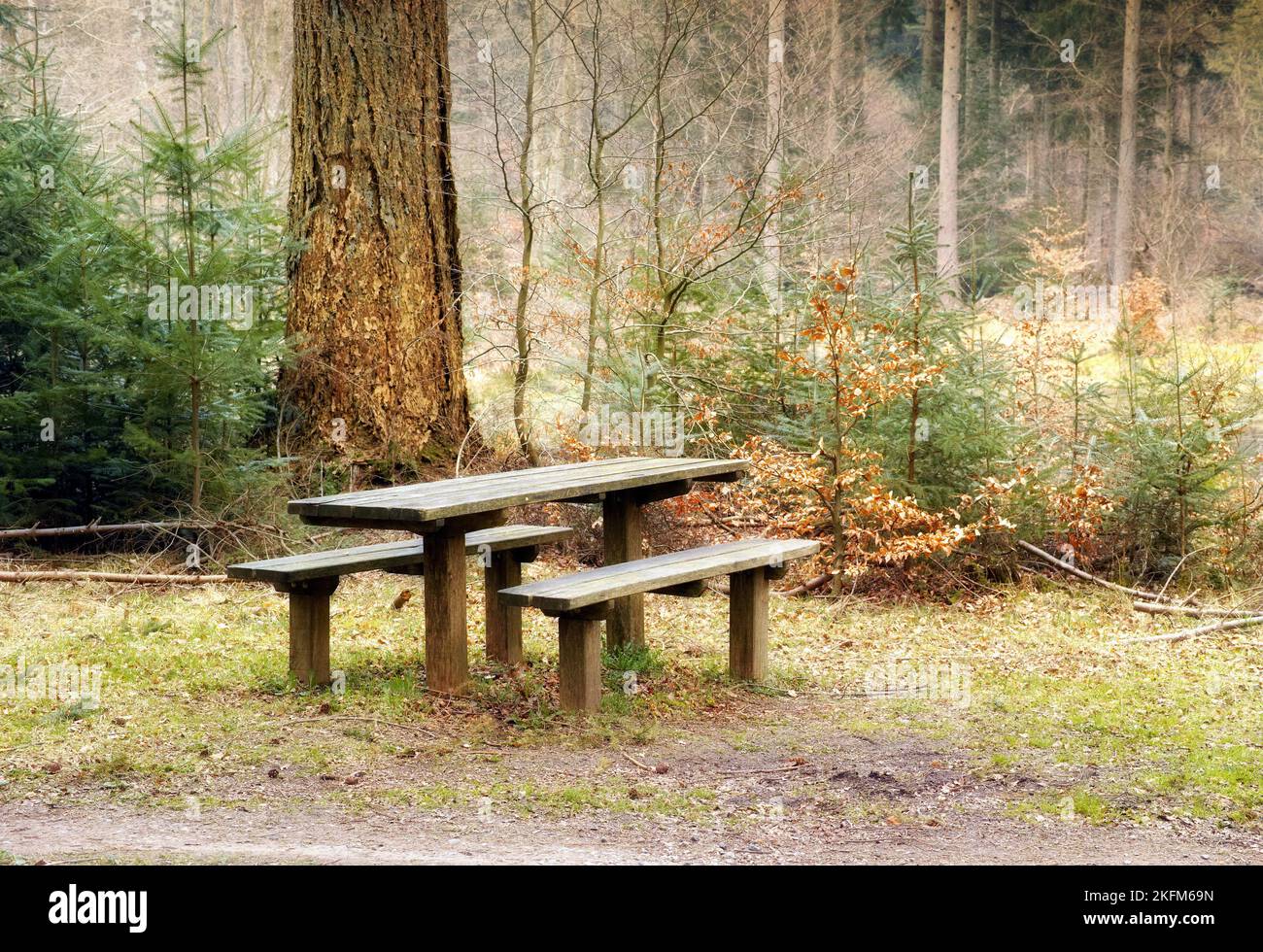 The forest of trolls - Rebild, Denmark. The enchanted forest in Rebild ...