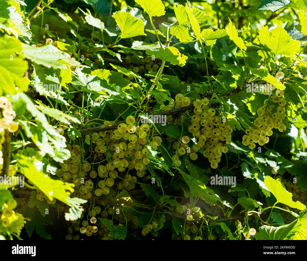 Brush ripe berries white hi-res stock photography and images - Alamy