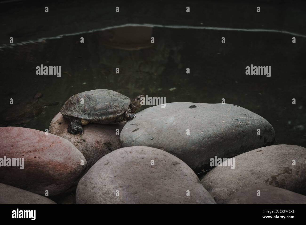 Small turtle on rocks in a green water pond Stock Photo - Alamy
