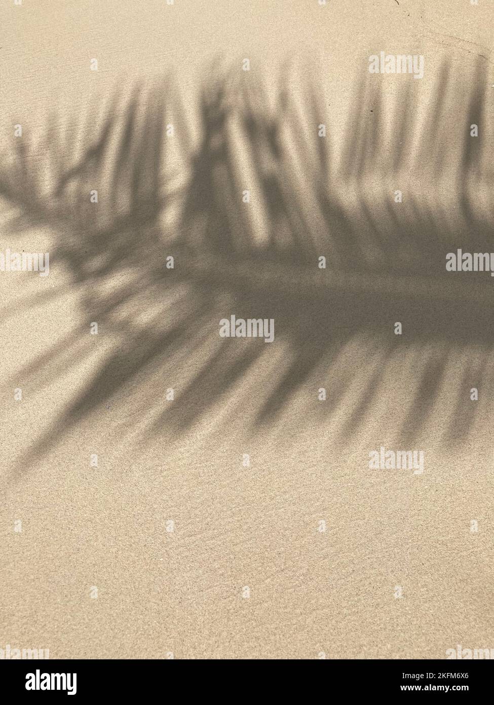 A minimalistic vertical shot of a shadow of a palm tree leaf on the ...