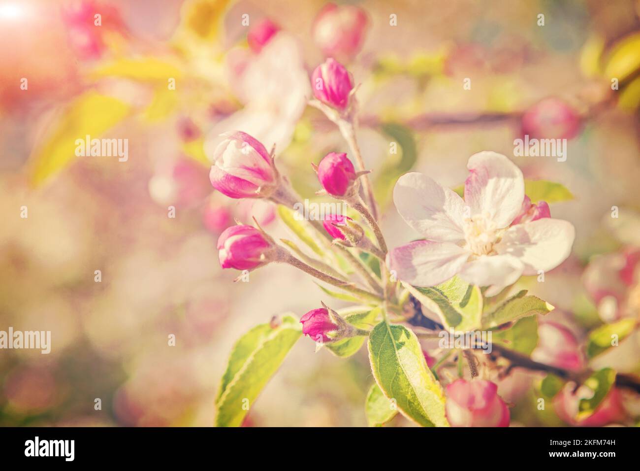 little branch of apple tree with many flowers Stock Photo - Alamy