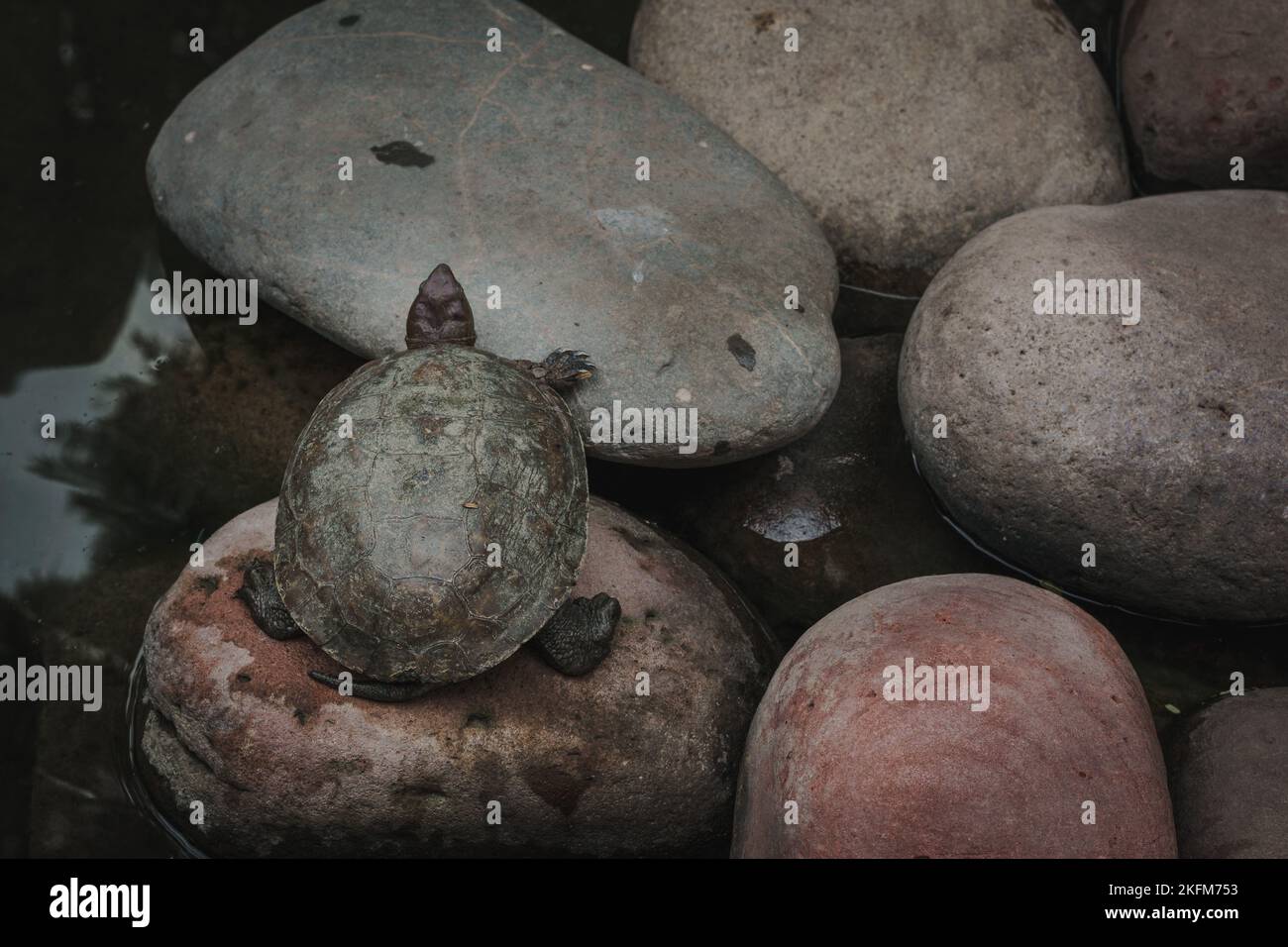 Small turtle on rocks in a green water pond Stock Photo - Alamy