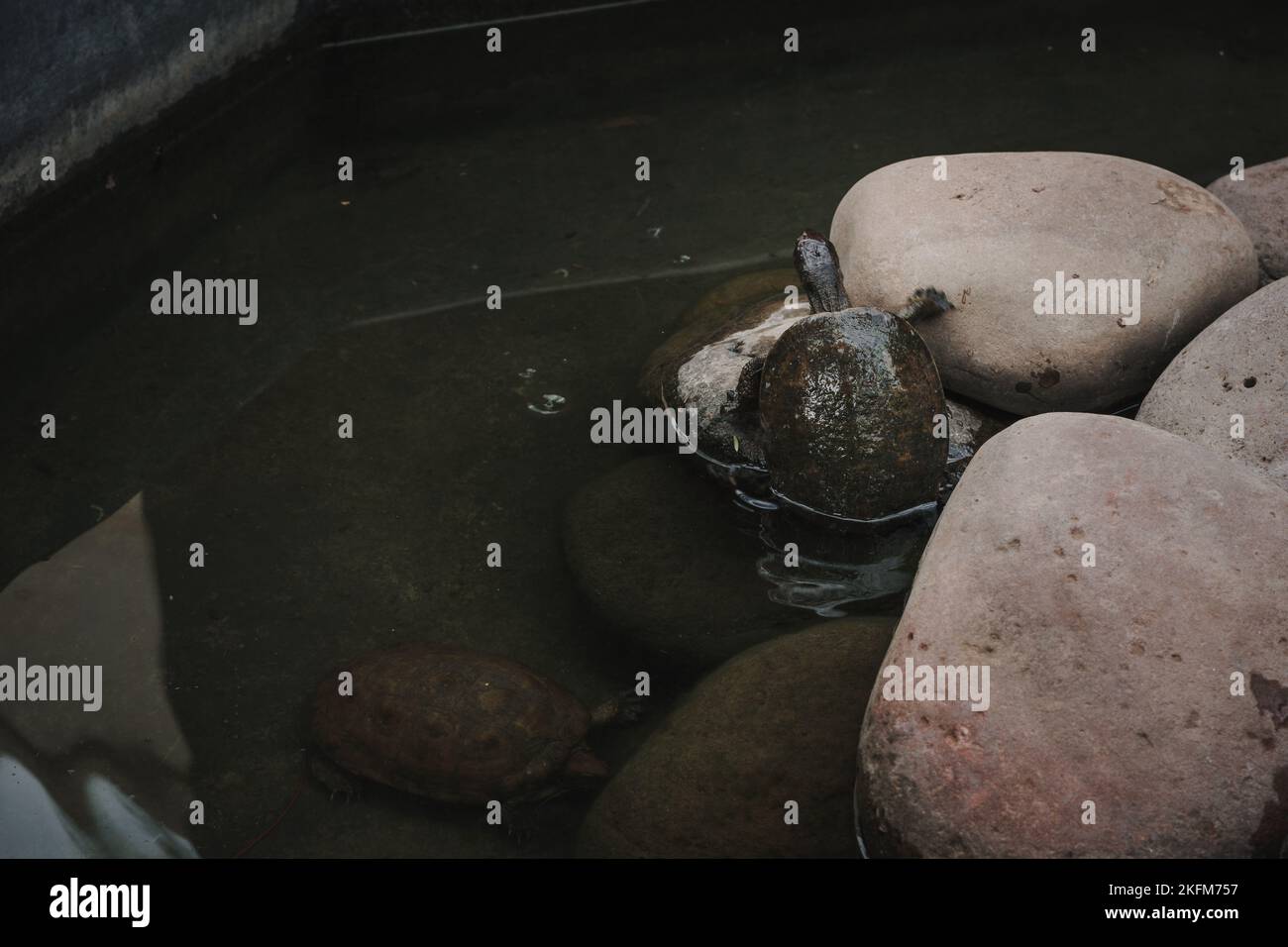 Small turtle on rocks in a green water pond Stock Photo - Alamy