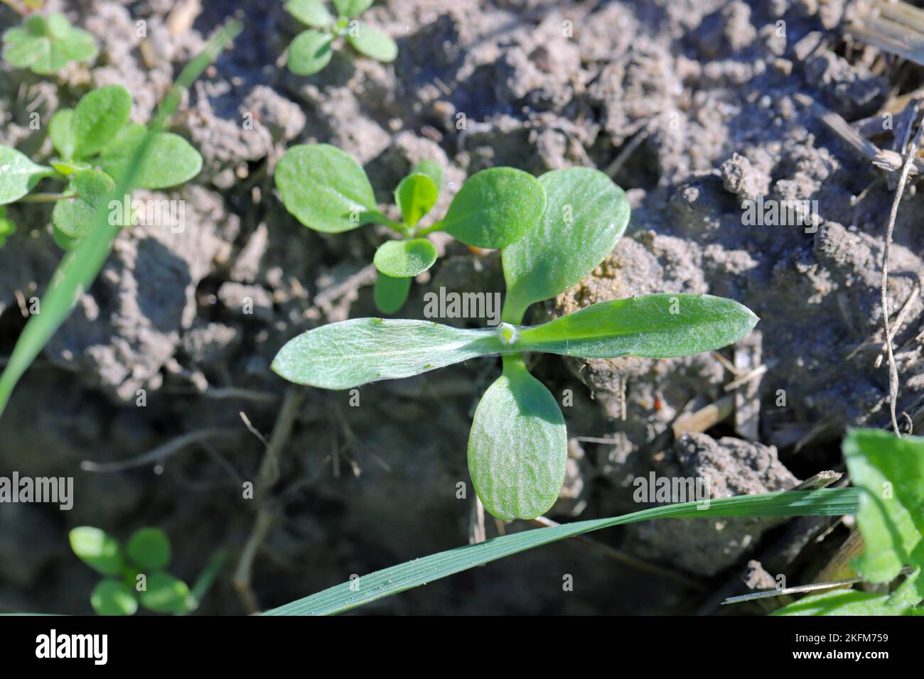Seedling of Centaurea cyanus, commonly known as cornflower or bachelor ...