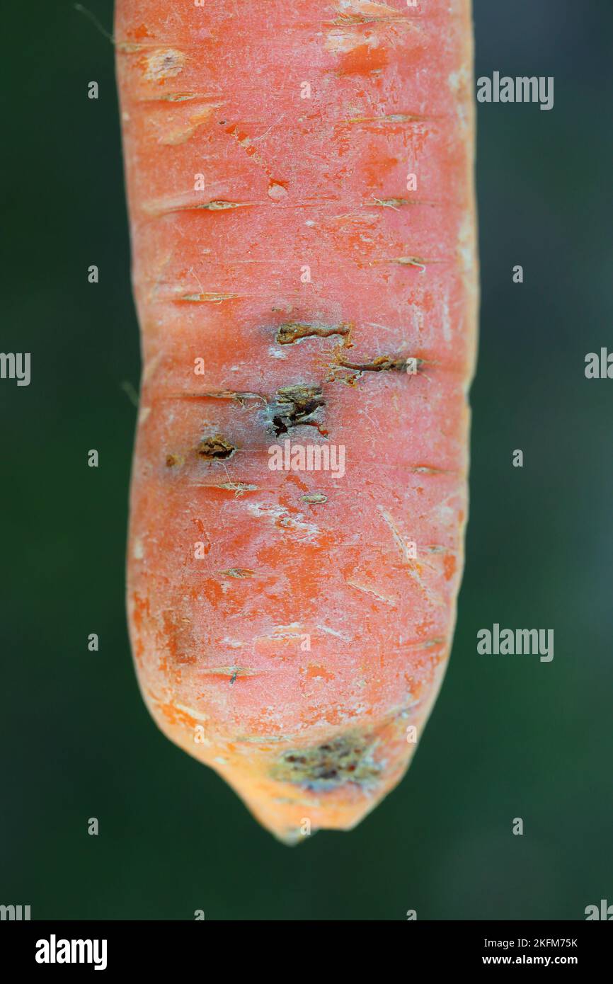 Damage to carrot is caused by the larva, maggot of a rust carrot fly ...
