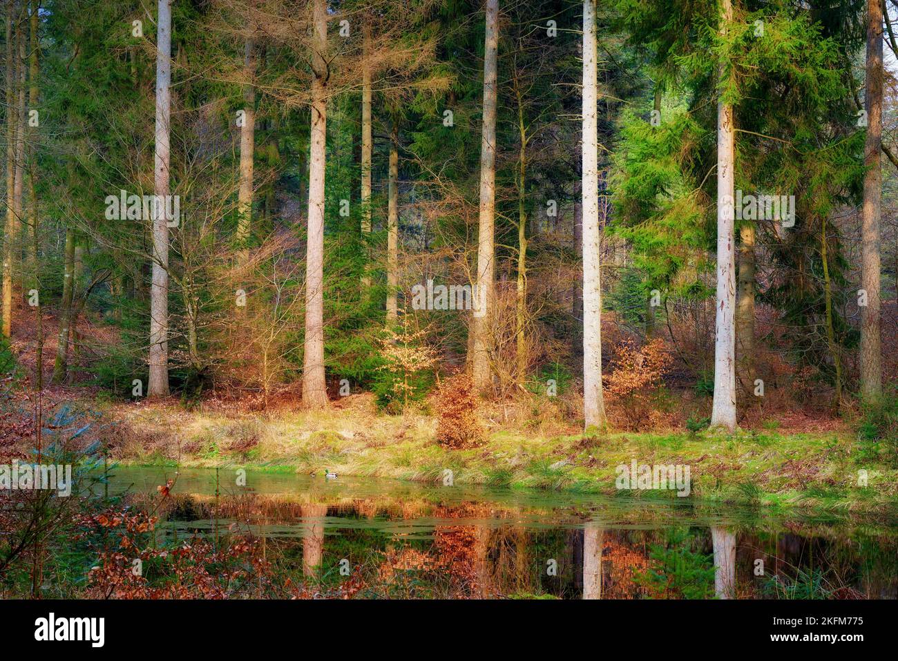The forest of trolls - Rebild, Denmark. The enchanted forest in Rebild ...