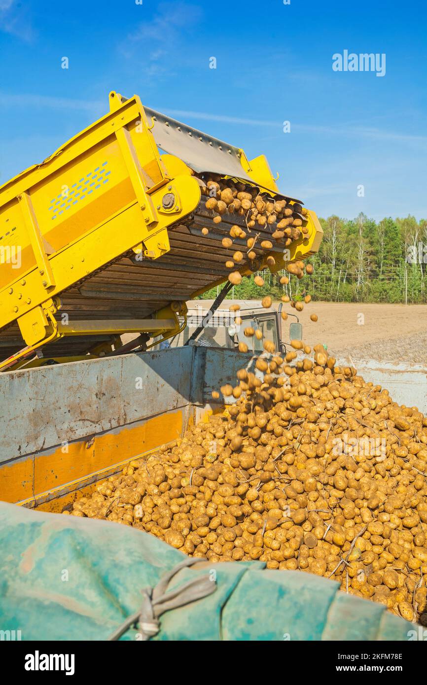 Loading potato planting machine hi-res stock photography and images - Alamy