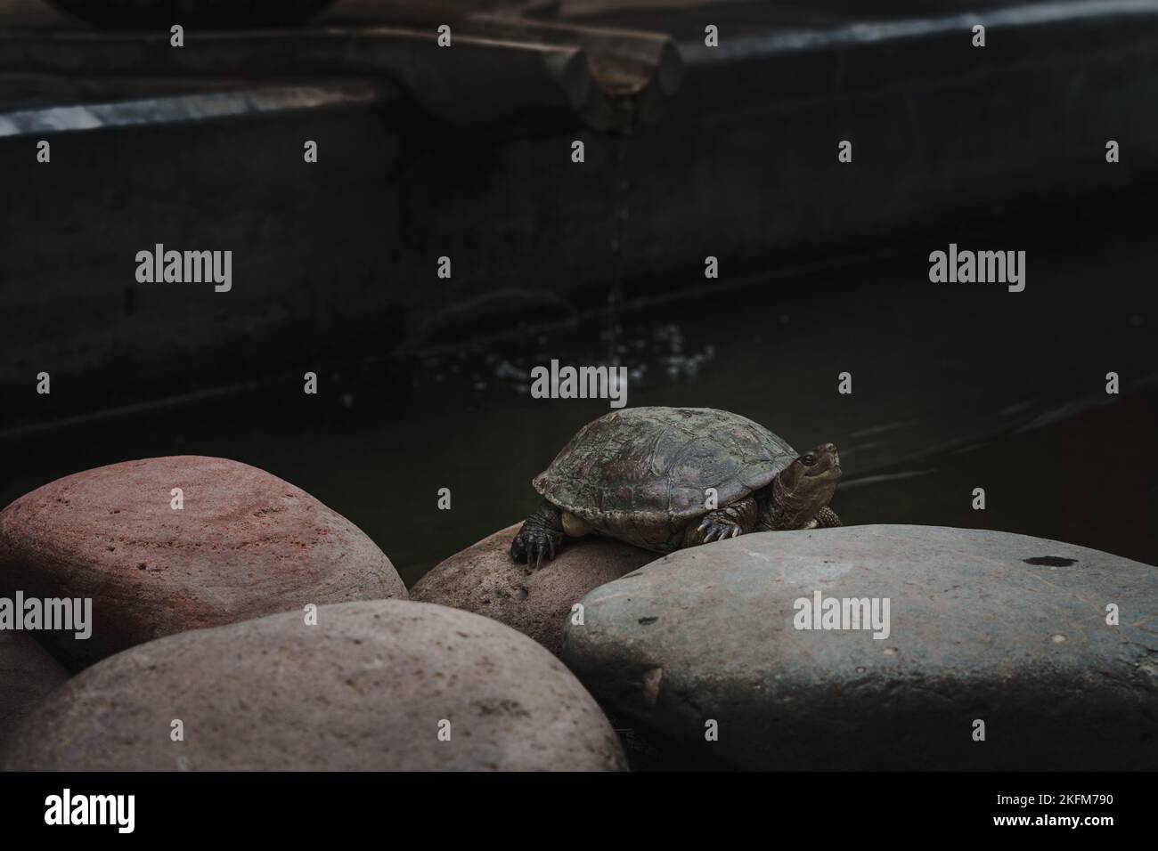 Red Dwarf Turtle
