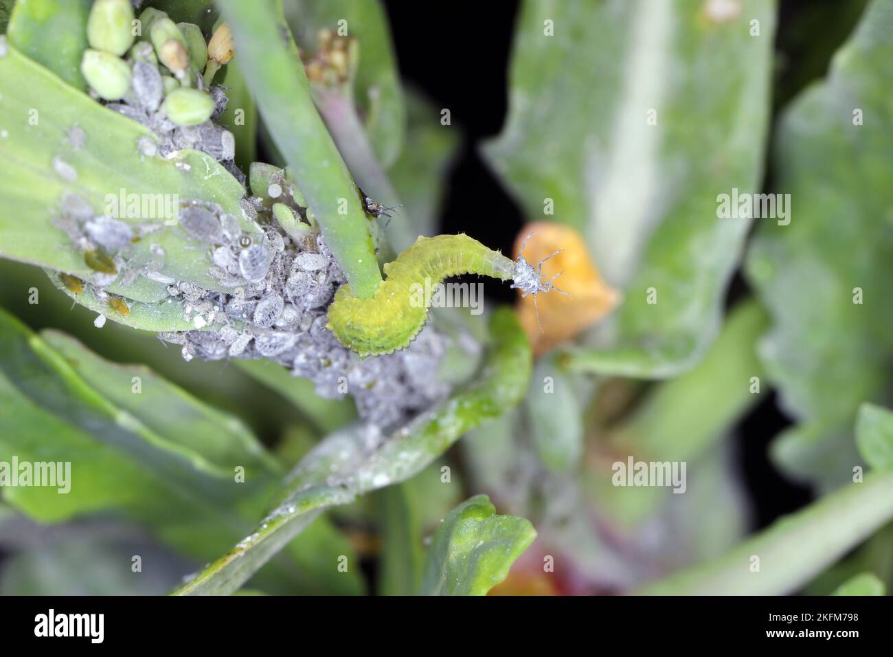 The larva of a fly from the family Syrphidae, Hoverfly with a hunted ...