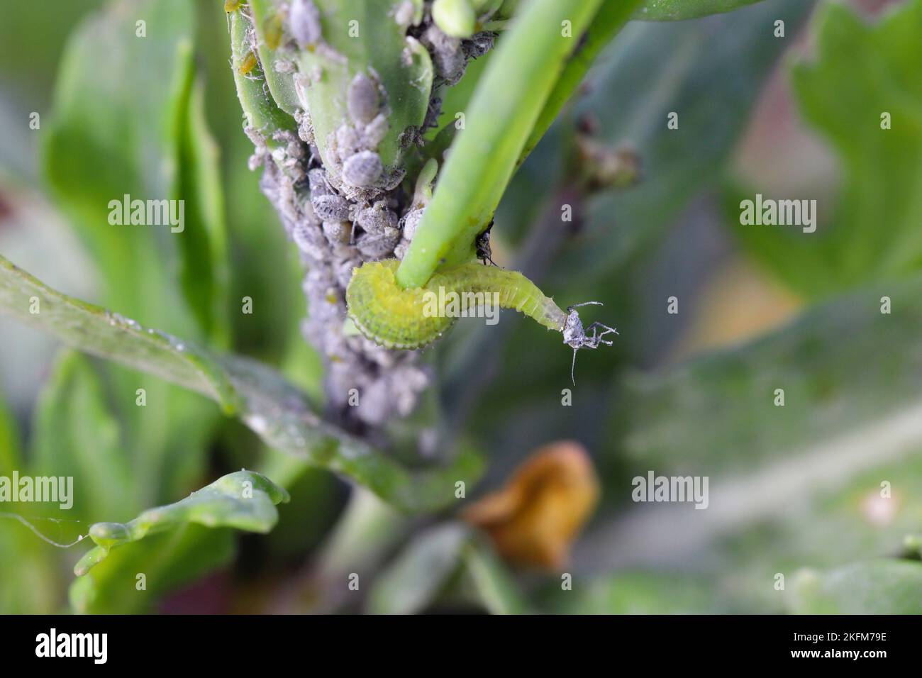 The larva of a fly from the family Syrphidae, Hoverfly with a hunted ...