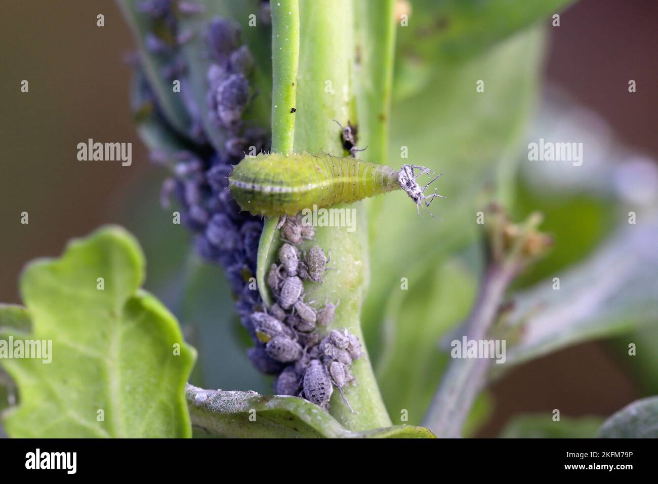 The larva of a fly from the family Syrphidae, Hoverfly with a hunted ...