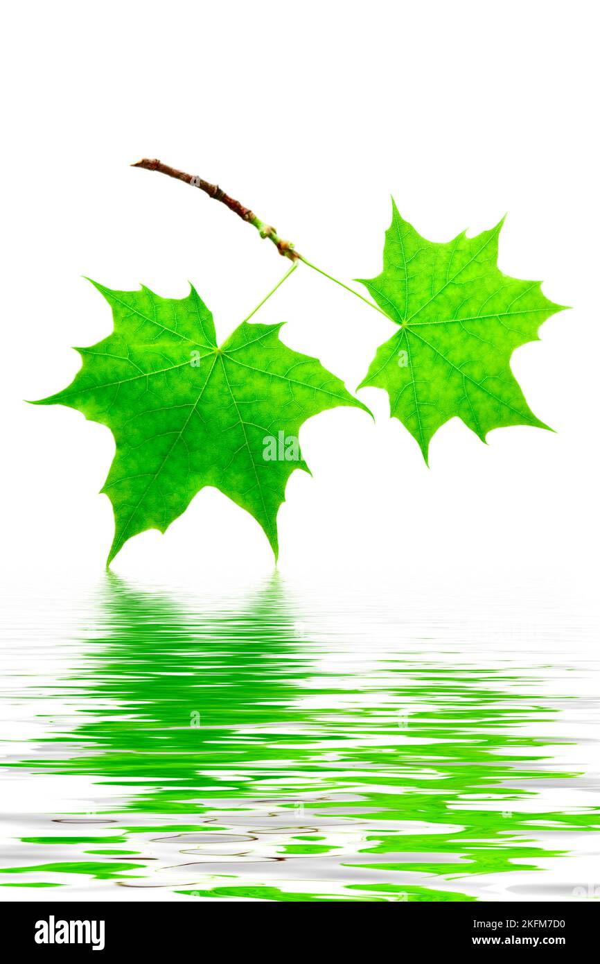 Mapple garden hi-res stock photography and images - Alamy