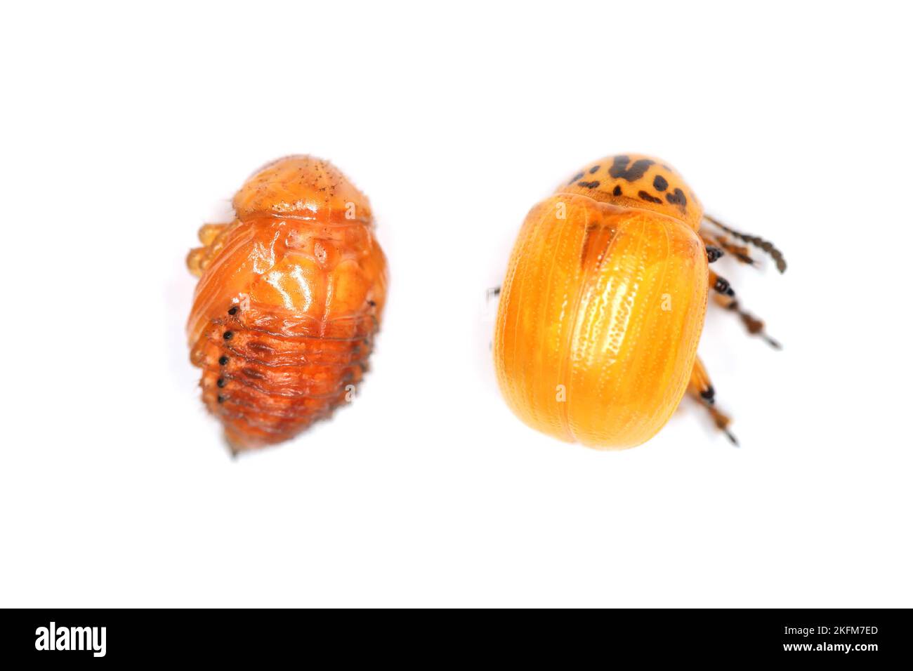 Potato Beetle or Colorado potato beetle (Leptinotarsa decemlineata ...
