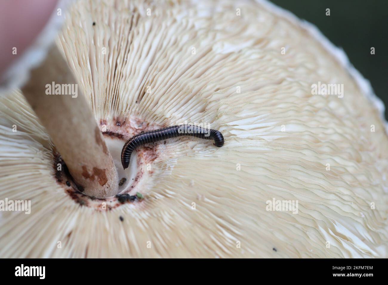 Ommatoiulus sabulosus, also known as the striped millipede, is a ...