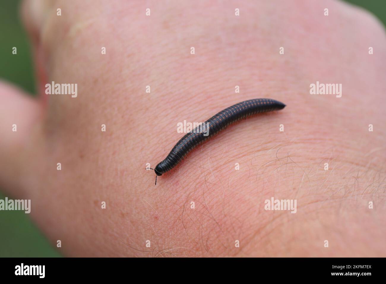 Ommatoiulus sabulosus, also known as the striped millipede, is a ...