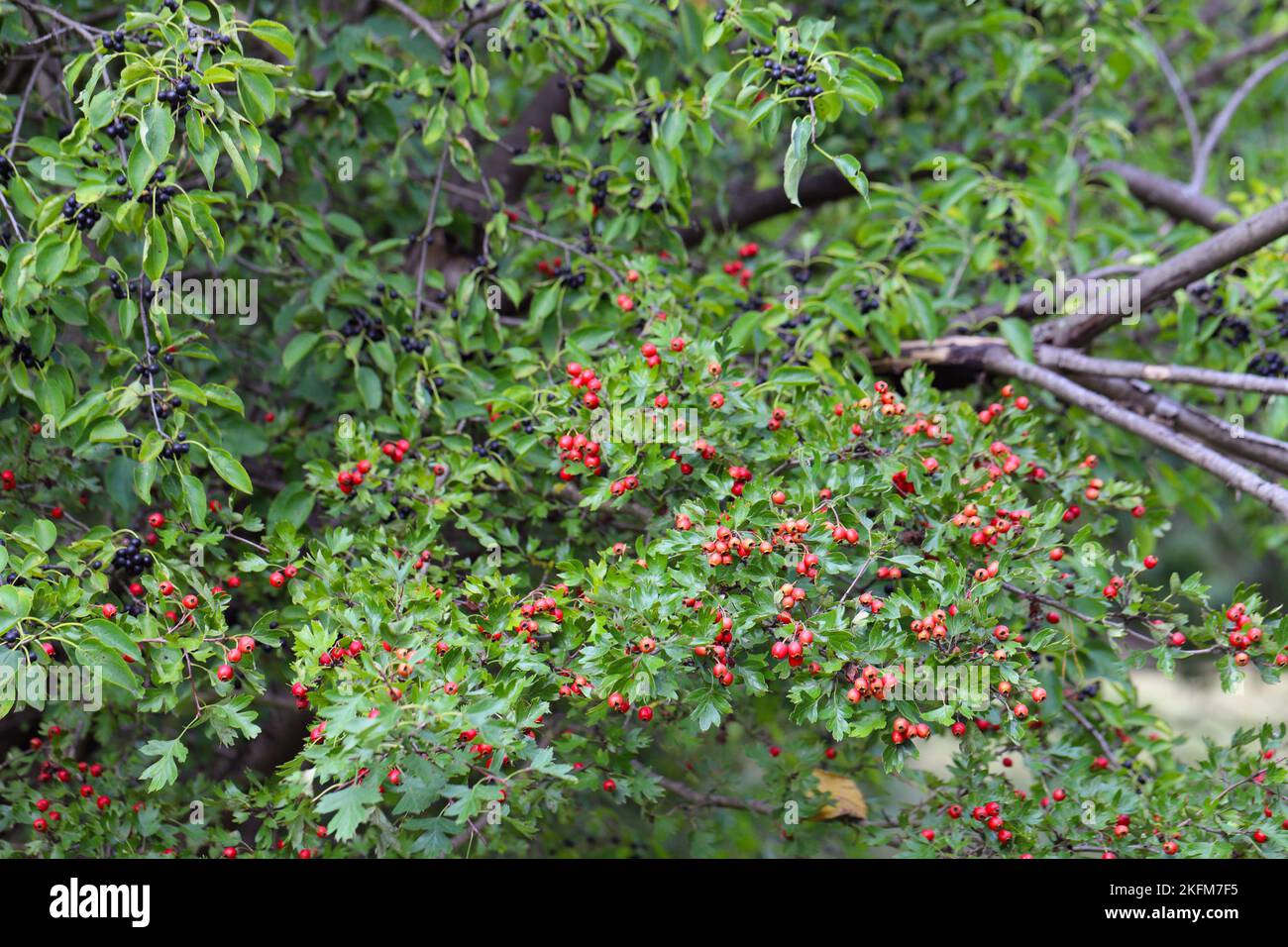 Wild fruits: hawthorn, huckleberry and barberry. Fruits growing on ...
