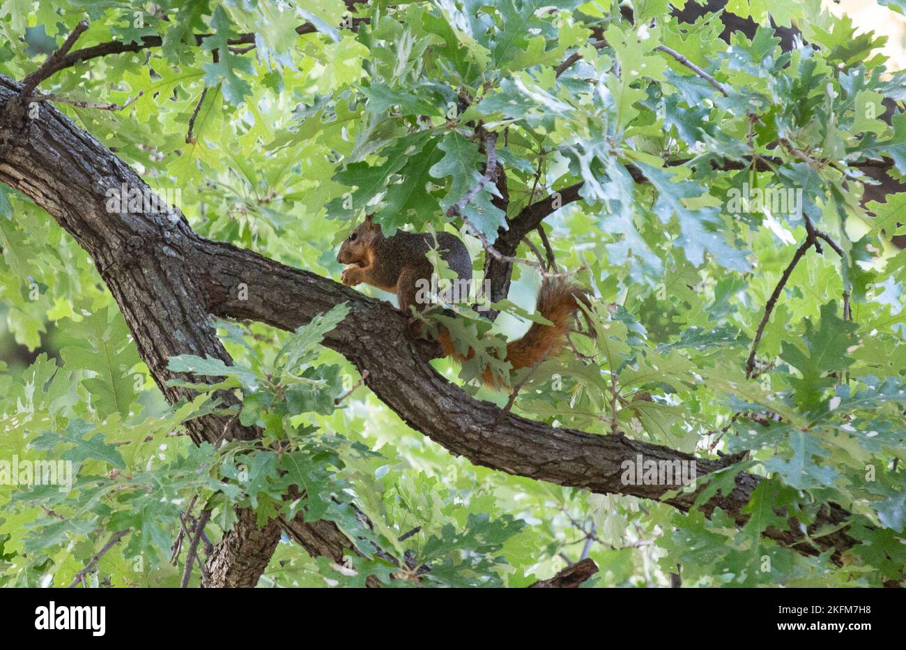 Fort Sill is home to many small mammals including this fox squirrel ...