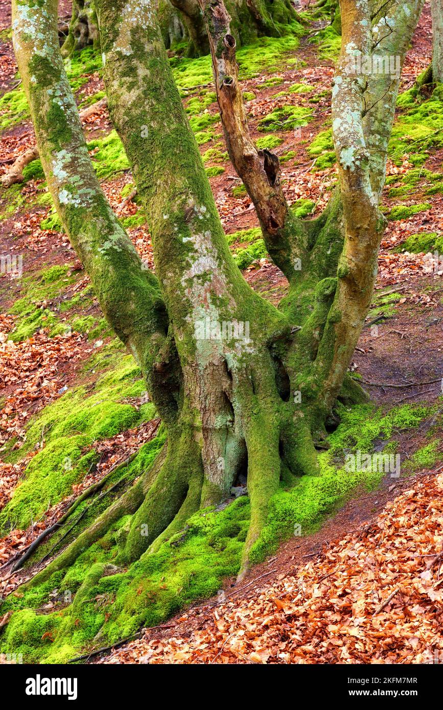 The forest of trolls - Rebild, Denmark. The enchanted forest in Rebild ...