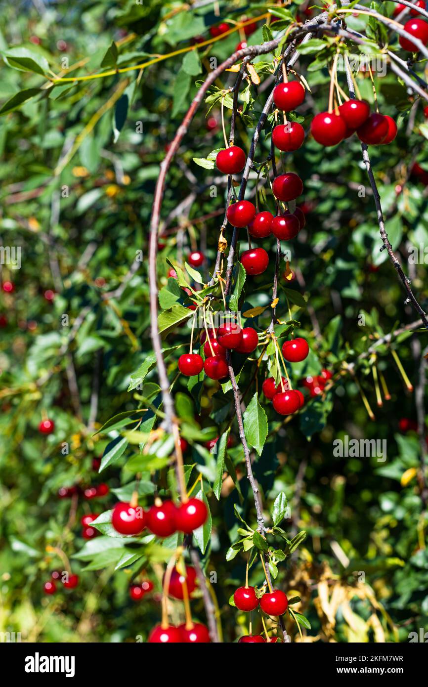 ripe dark red cherries hanging on a branch of a cherry tree with a ...