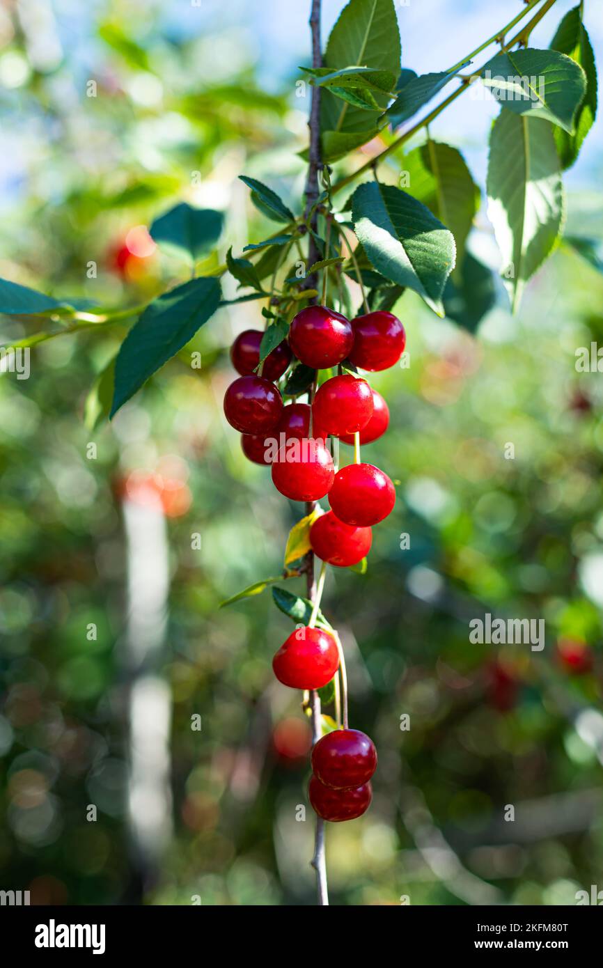 ripe dark red cherries hanging on a branch of a cherry tree with a ...