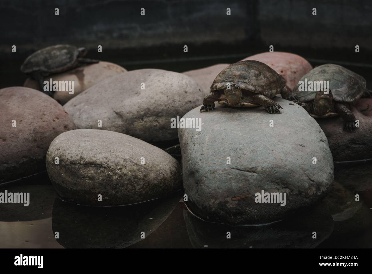 Small turtle on rocks in a green water pond Stock Photo - Alamy